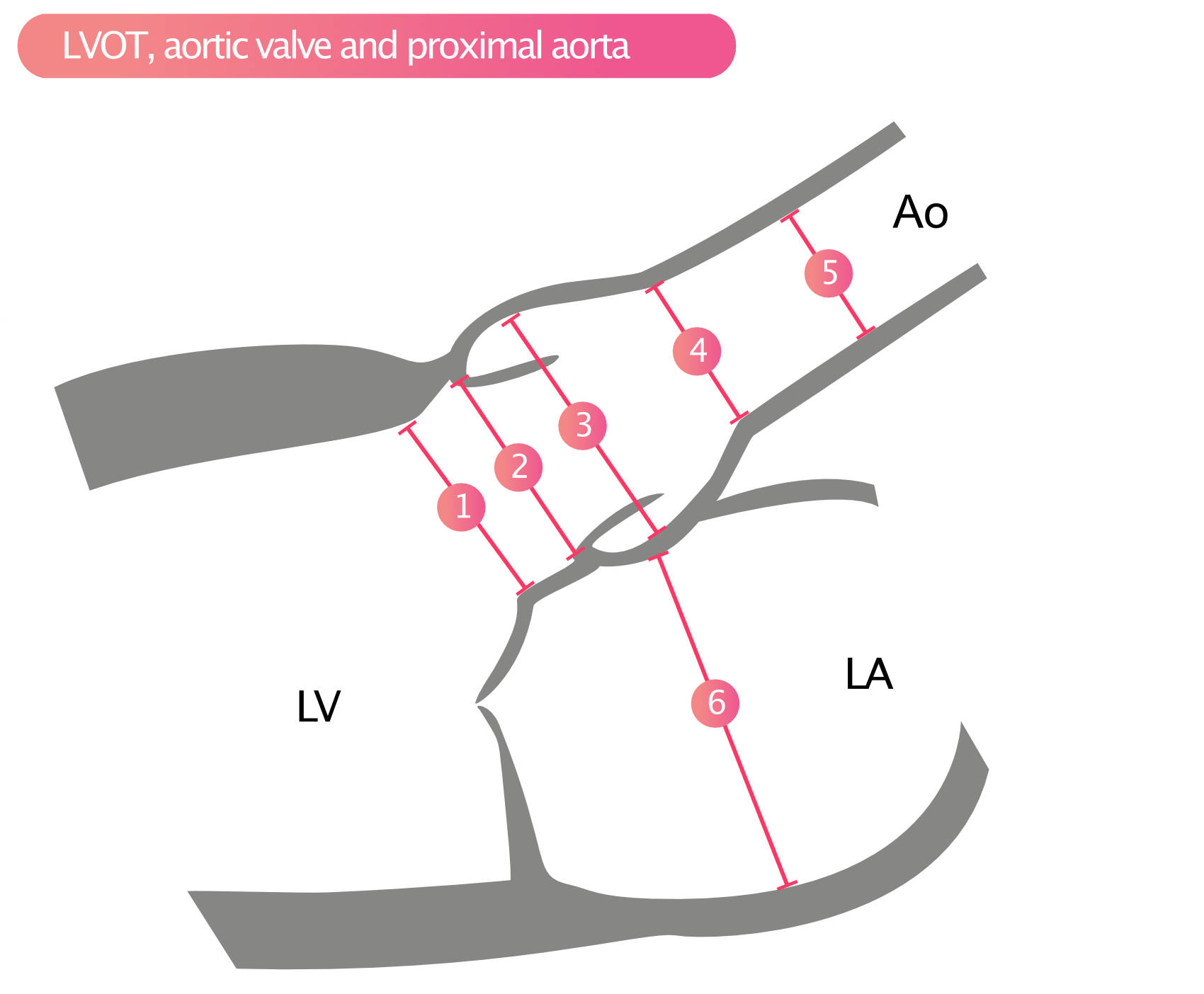 Echocardiographie transthoracique standard : Protocole d'imagerie ...