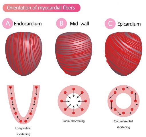 Mécanique du myocarde : Structure et fonction des fibres myocardiques ...