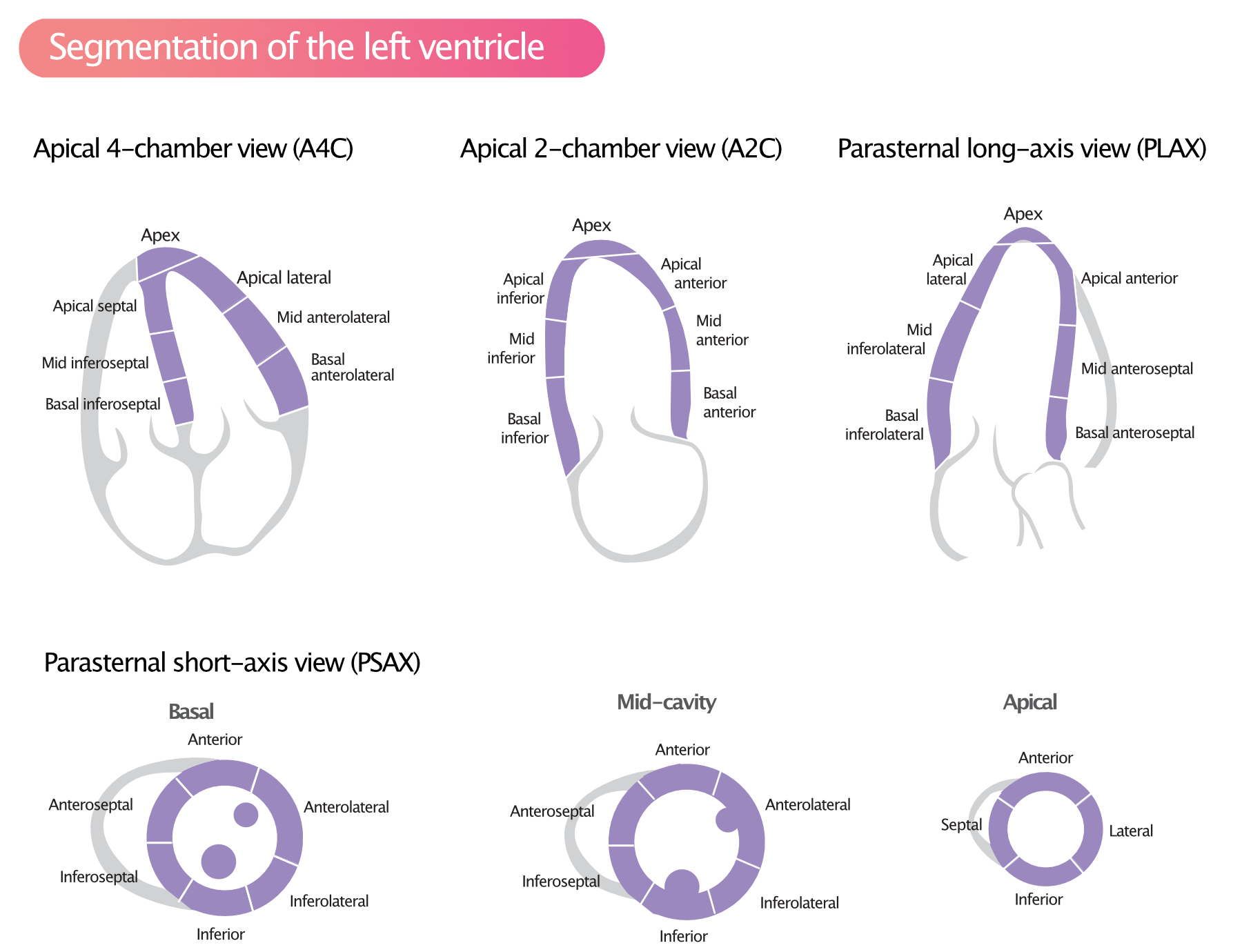 Segments ventriculaires gauches pour l'échocardiographie et l'imagerie ...