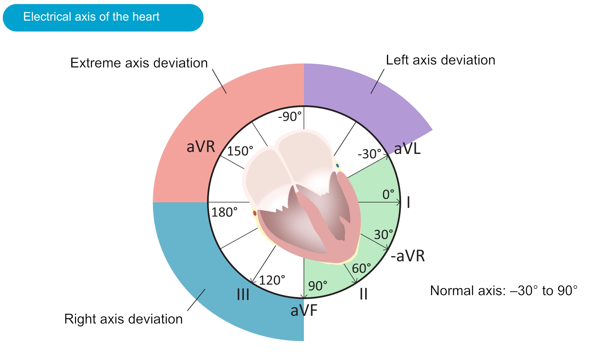 L'axe électrique du cœur (axe ECG)