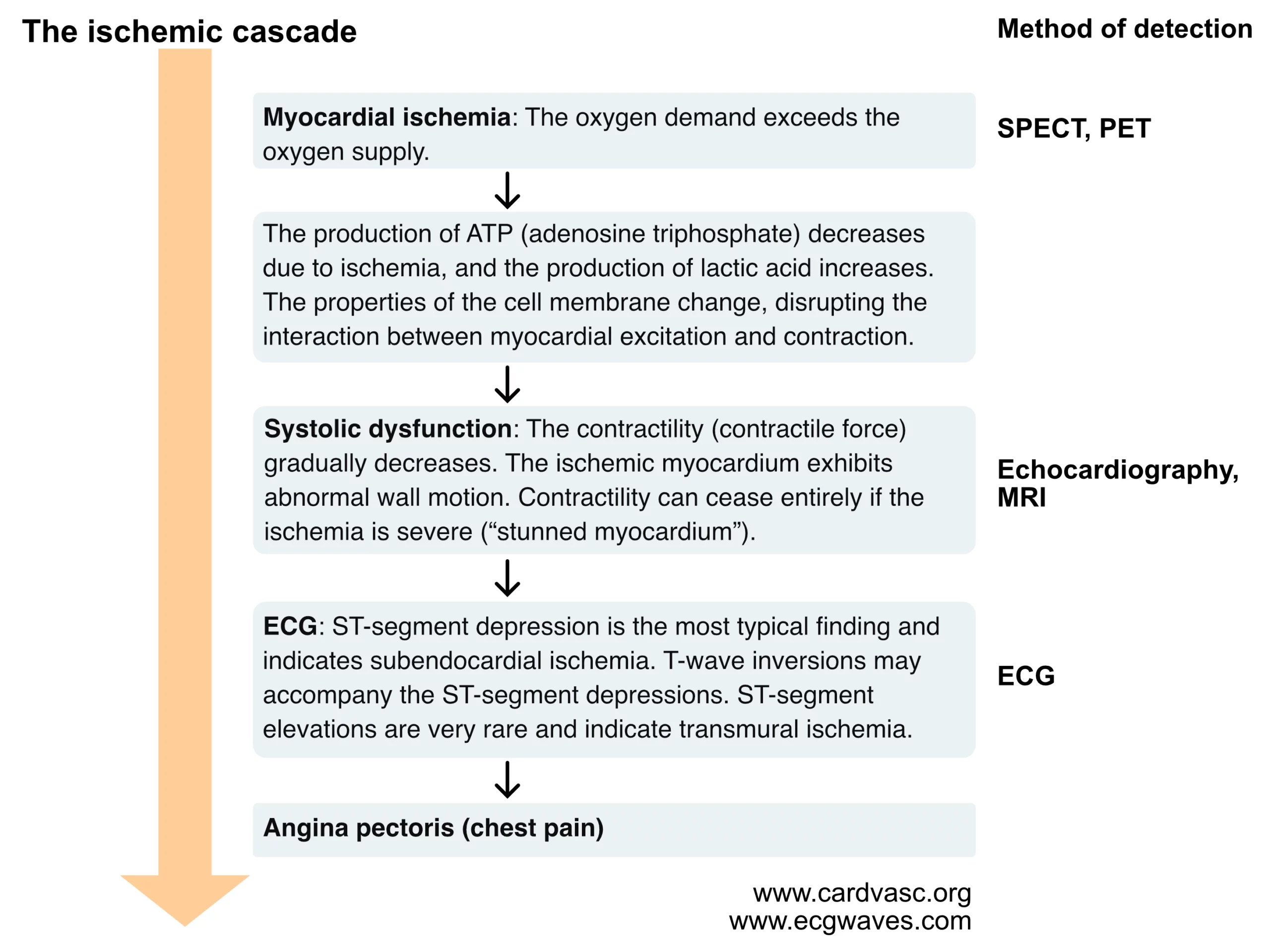 La cascade ischémique – Médecine Cardiovasculaire